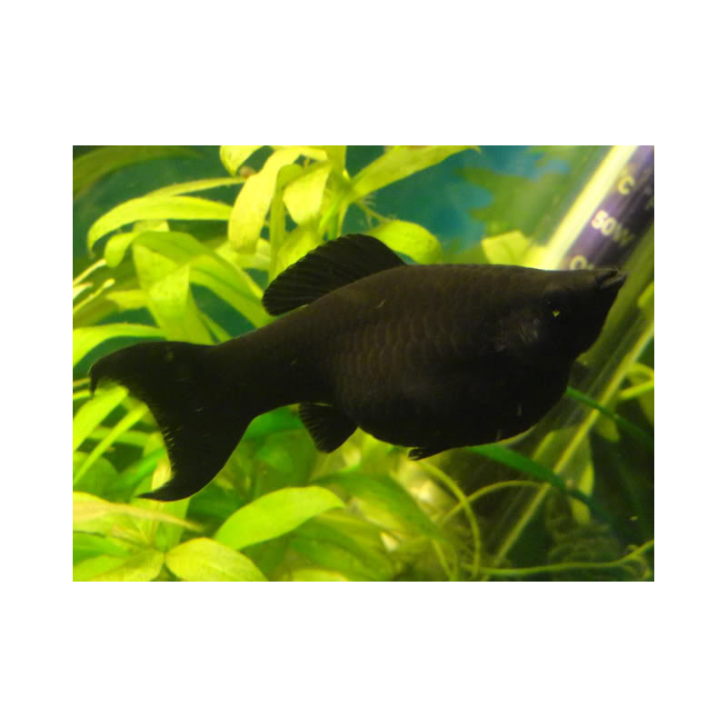 Poecilia latipinna - molly ballon black