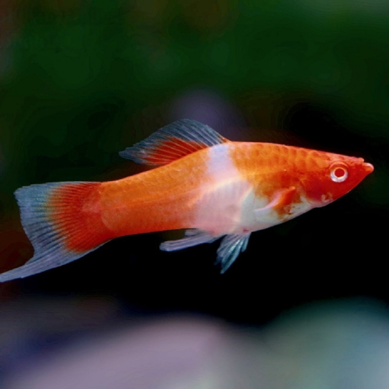 Xiphophorus helleri koi albino