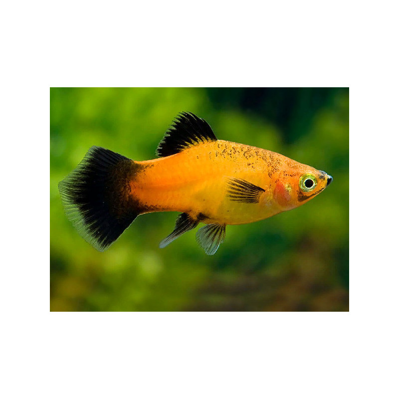 Platy apple tricolor